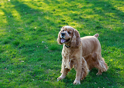 10 Best Dogs for Seniors | Brookdale Senior Living