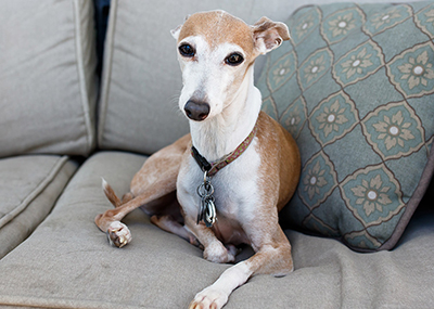 10 Best Dogs for Seniors | Brookdale Senior Living