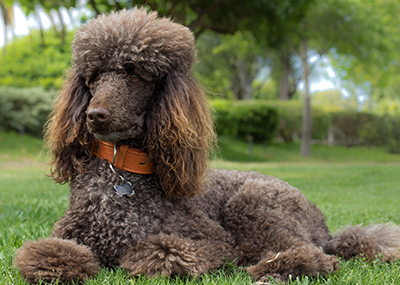 10 Best Dogs for Seniors | Brookdale Senior Living