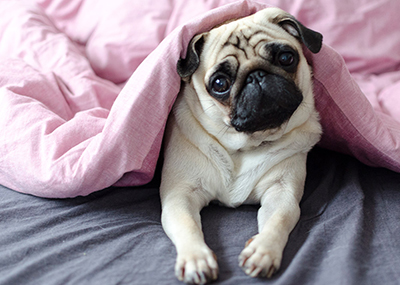 10 Best Dogs for Seniors | Brookdale Senior Living