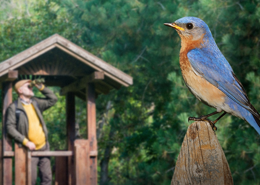 Senior Hobbies: Birdwatching | Brookdale Senior Living