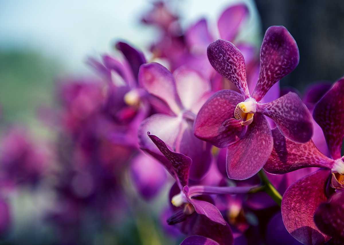 Proper Orchid Care | Brookdale Senior Living