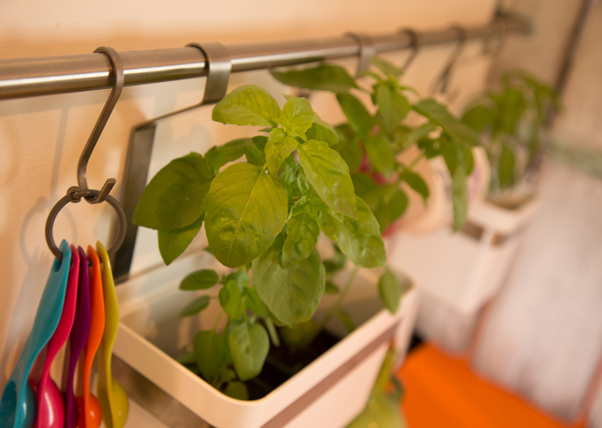 How to Grow Herbs Indoors | Brookdale Senior Living