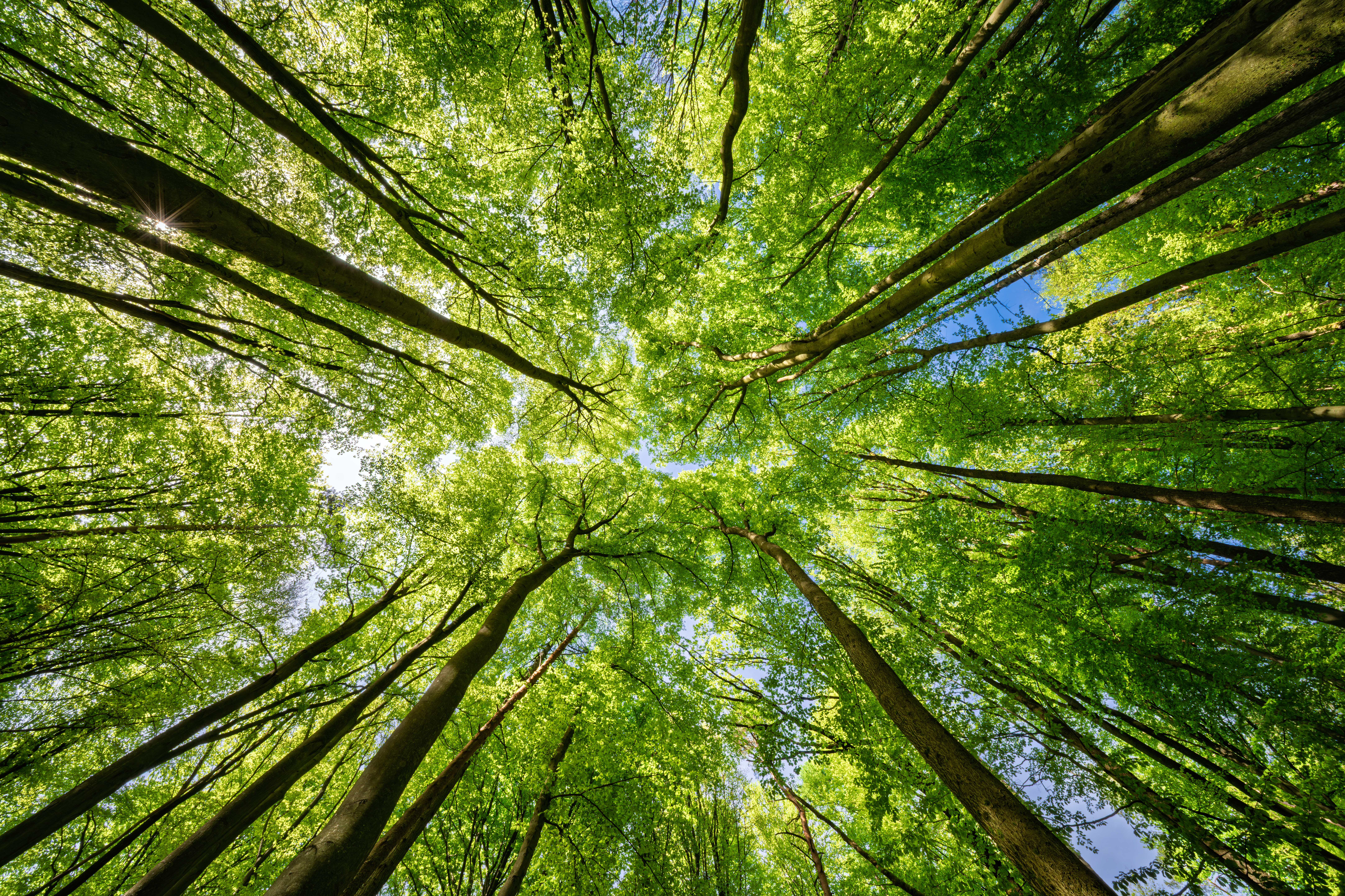 What Is Forest Bathing? | Brookdale Senior Living
