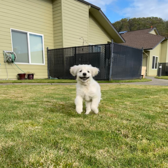 Brookdale senior living recognized as a best pet workplace